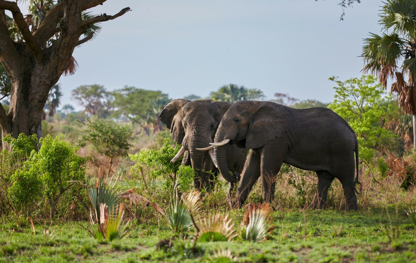 Conservations in Uganda | Wildlife Protection & Eco-Friendly Travel ...